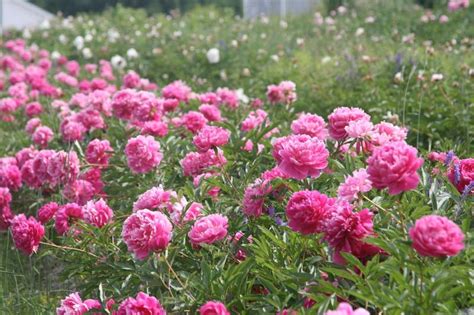 Peony Root Planting Guide Third Branch Flower