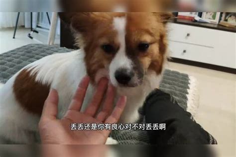 得知主人生病要住院七天，二哈和土狗分别会是啥反应笑翻了