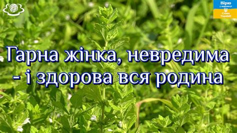🌺Гарна жінка невредима і здорова вся родина🌺🌺🌺 Youtube