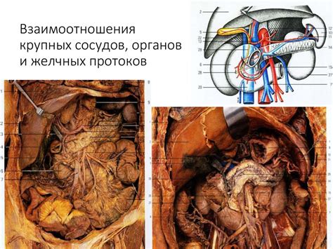 Топографическая анатомия нижнего этажа брюшной полости презентация онлайн