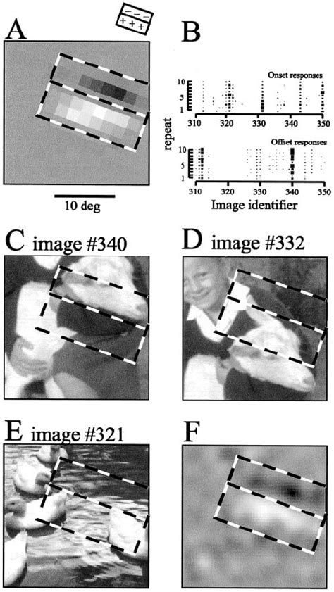 A Comparison Of A Simple Cell Receptive Field Mapped Conventionally Download Scientific Diagram