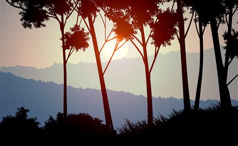 자연 숲 산 지평선 언덕 나무의 실루엣 저녁 일출과 일몰 풍경 벽지 그림 벡터 스타일입니다 화려한보기 배경입니다 0명에 대한