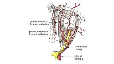 Endoscopic Anatomy Of Ethmoid Bone Pdf