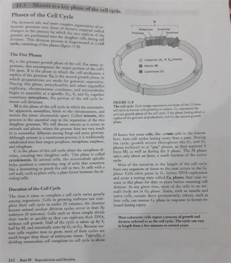 Cell Cycle Mitosis Is A Key Phase Of The Cell Cycle Phases Of The Cell