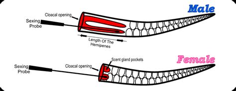 Determination Of Sex Using Metallic Probe Download Scientific Diagram