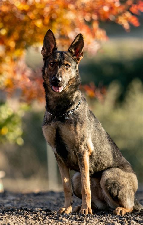 Taylor Made Working Dogs World Class German Shepherd Dogs