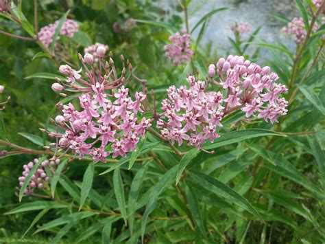 Asclepias Incarnata Rose Milkweed — Tennessee Naturescapes