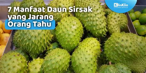 7 Manfaat Daun Sirsak Yang Jarang Orang Tau Klinklin