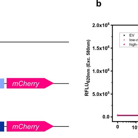 Schematic Illustration Of The Genetic Constructs For The Expression