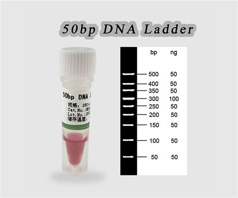 50 Bp Dna Ladder Simgen