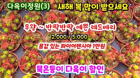 다육이정원3 반짝빤짝 레드베리 예뻐요 파이어렌시아 이 가격 맞아요 묵은둥이 아메치스 웨딩 유럽미인 매직쨈골드 할인