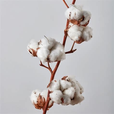 Free Photo Cotton Flower Branch On A Blue Background