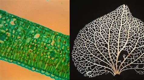 Leaf Structure Under The Microscope Biology Notes Online