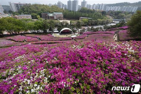 만개한 철쭉 네이트 뉴스