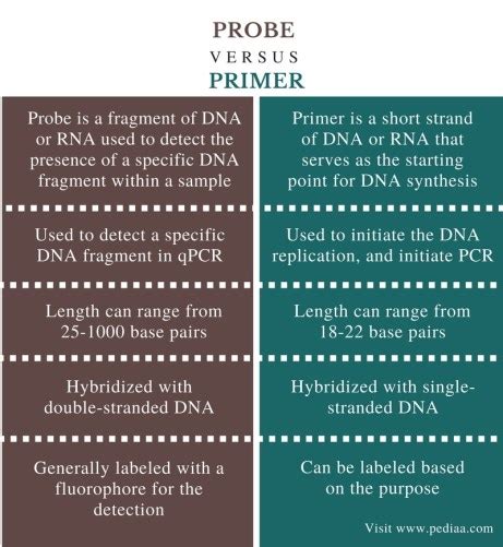 Difference Between Probe And Primer Definition Design Importance