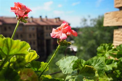 창턱에 분홍색 영역 제라늄 Pelargonium Peltatum은 일반적인 이름 Pelargonium Grandiflorum으로