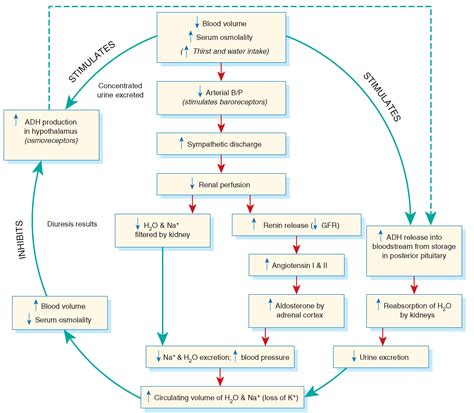 Vasopressin Hormone