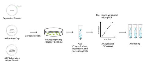 Aav Packaging Frequently Asked Questions Bioinnovatise