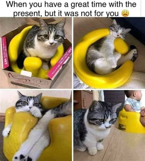 Cat 9GAG