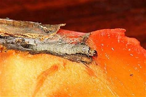 カキの害虫カキノヘタムシガ