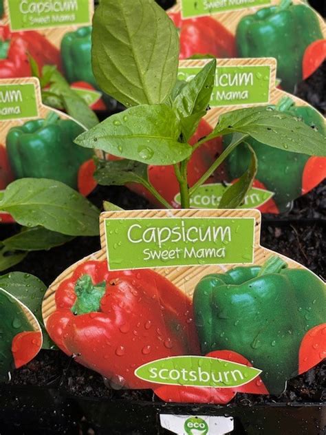 Capsicum Sweet Mama 100mm The Garden Feast
