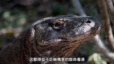自然界最古老的活化石，“三嫂”科莫多巨蜥的战斗力究竟有多强？野生动物 科莫多巨蜥 科普一下 Youtube