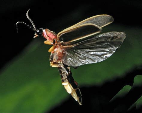 Firefly 4280 Photinus Pyralis Common Eastern USA Firefly Terry