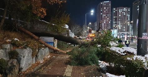 단독 눈 무게에 15m 나무 쓰러져지나가던 차량 2대·변압기 파손