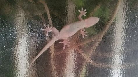 ヤモリのお腹に卵、熾烈な場所取り。家守 Youtube