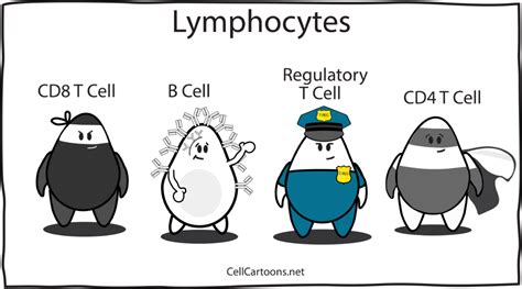 Memory B Cells Cartoon
