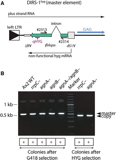 retrotransposition of dirs 1 hyg a schematic representation of the