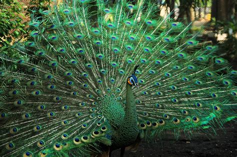 Green Color Peacock Free Photo On Pixabay