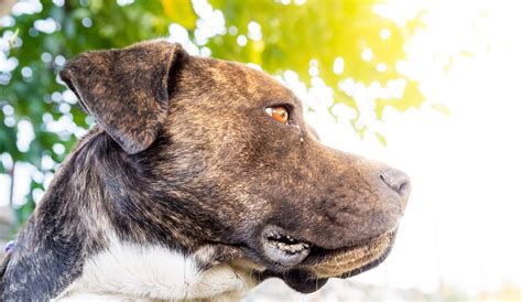 Pitbull Und Boxer Mischling Boxer And Pitbull Mix Stock Image Image
