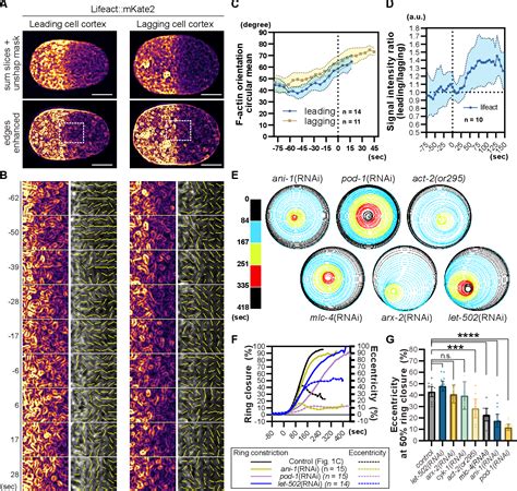 Figure 1 From 1 Intrinsic And Extrinsic Inhibition Of Cortical Flow