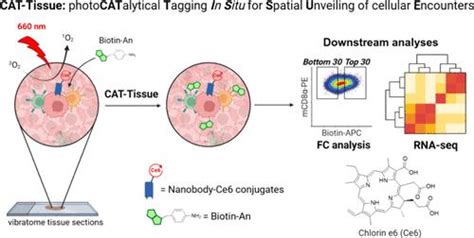 深红和超快光催化邻近标记能够原位解剖原代组织中肿瘤 免疫相互作用 Journal Of The American Chemical Society X Mol
