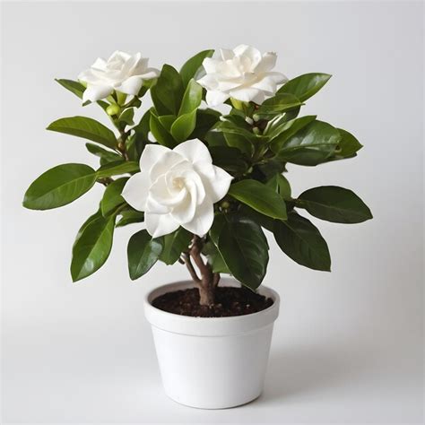 Premium Photo Beautiful Potted Gardenia Plant White Background