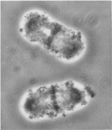 figure 4 from the mitotic apparatus physical chemical factors