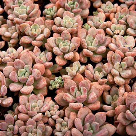 Echeveria Spotted Deer Clustering China Wholesale Succulent Plants