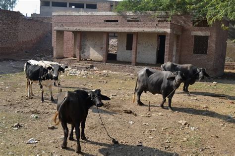Fake Institutions Sc Orders Inquiry Into ‘ghost Schools