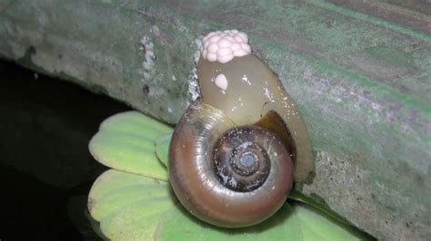 Apple Snail Laying Eggs หอยแอปเปิ้ลวางไข่ Youtube