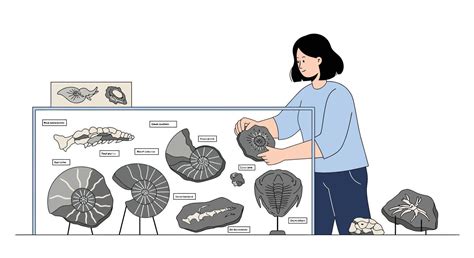 Woman Arranging Fossils In A Display Case With Minimal Colors And Flat Design Art 60394232