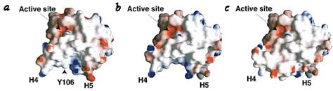 Grasp33 Electrostatic Surface Representations Of A Apo Chey With Tyr Download Scientific