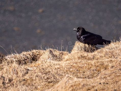 A Crow Standing On Top Of Some Tall Dry Grass And Dry Grass Stock Image Image Of Desolate