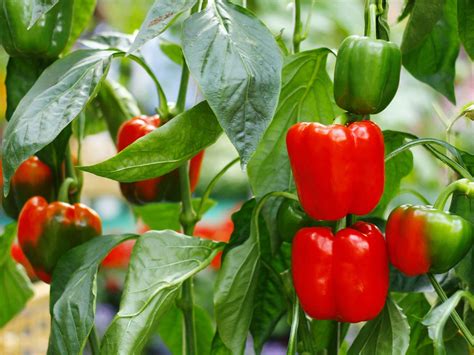 Paprika Belo Uvo