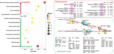 The KEGG Pathway Enrichment Analysis Of The Differential Transcriptomes