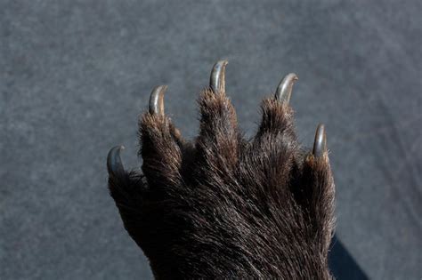 Premium Photo Black Bear Paw With Sharp Claws In View