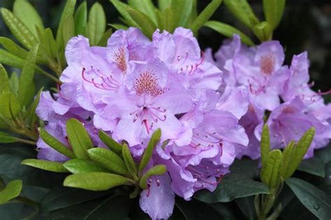 Растения любящие кислую почву в огороде саду и цветнике