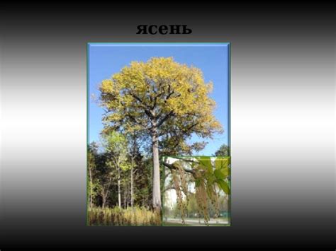 Презентация Леса России 4 класс