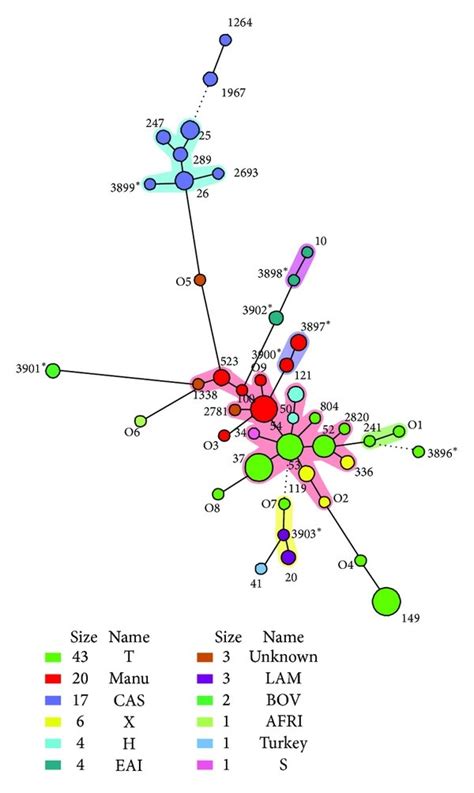 A Minimum Spanning Tree MST Illustrating Evolutionary Relationships Download Scientific