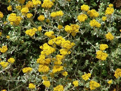 Factsheet Helichrysum Cymosum Subsp Cymosum